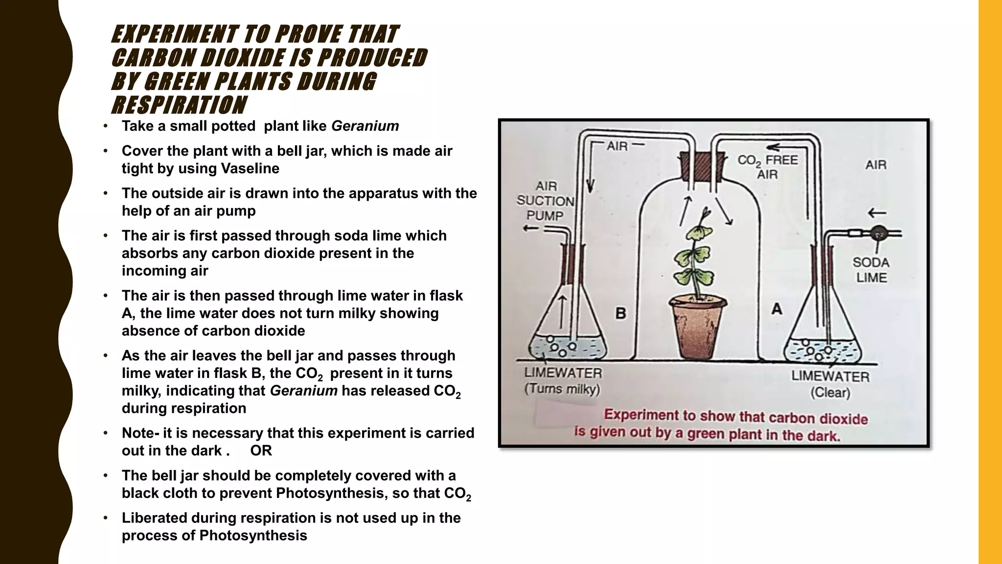 Respiration in plants.pptx