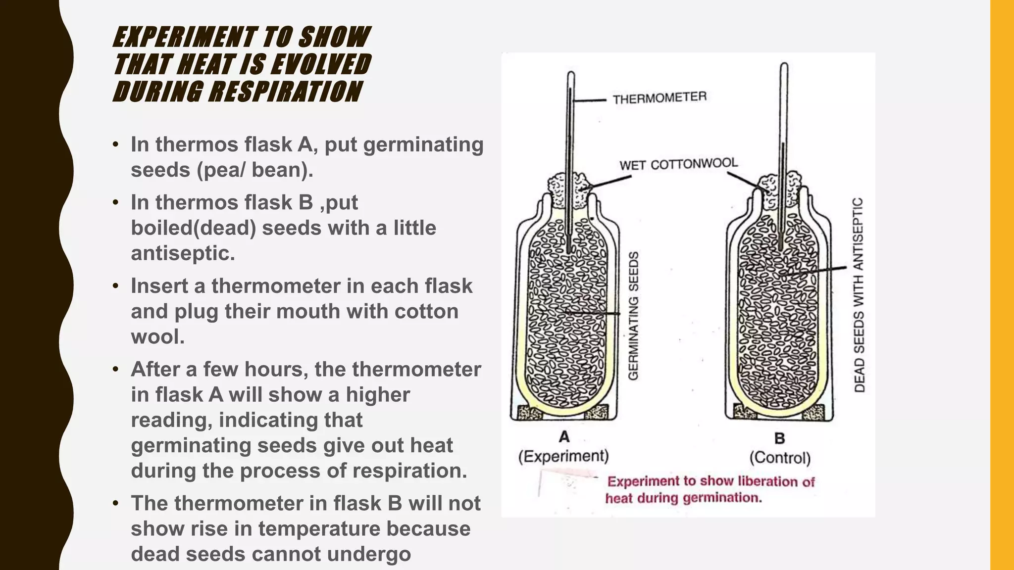Respiration in plants.pptx