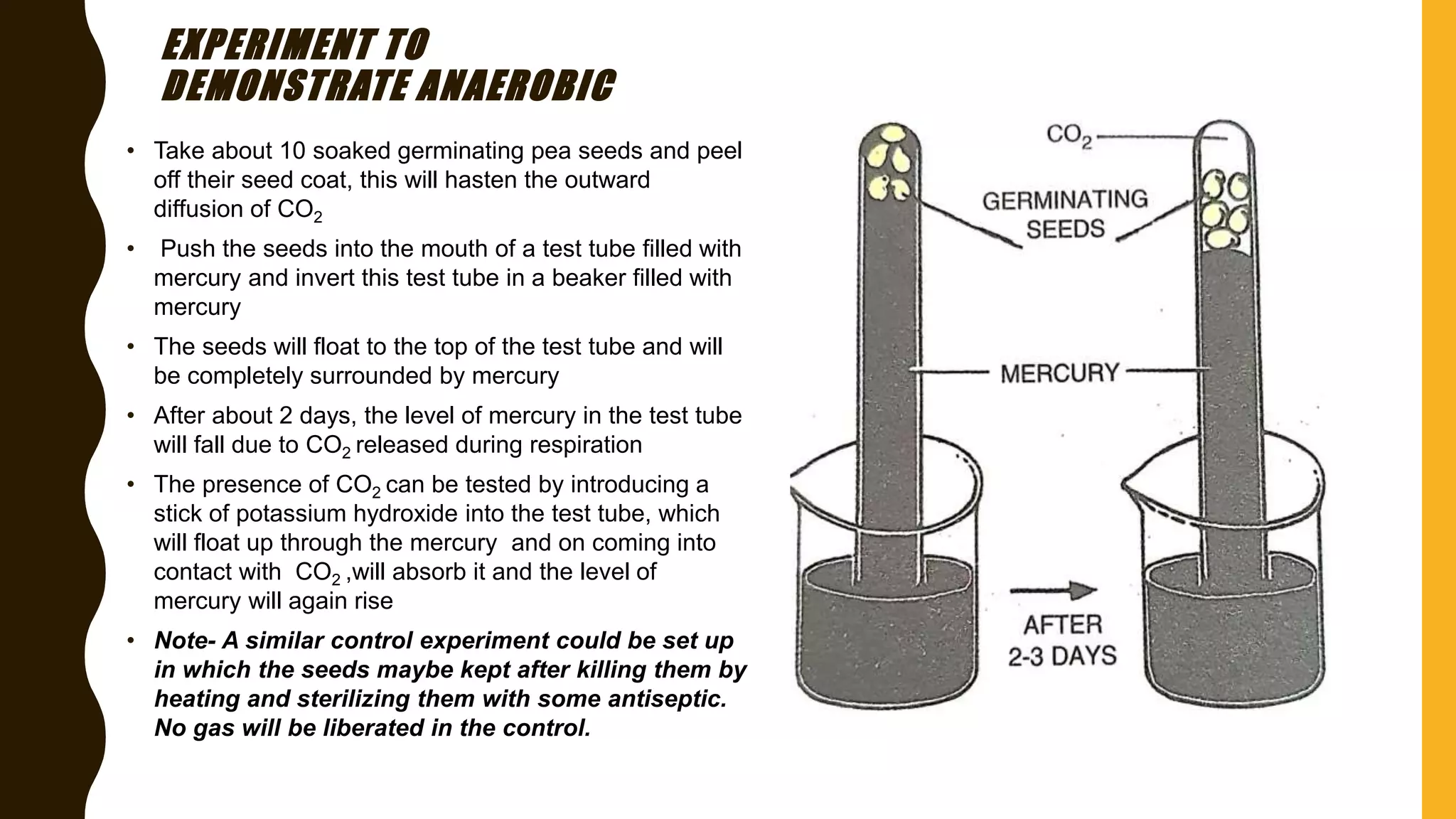 Respiration in plants.pptx