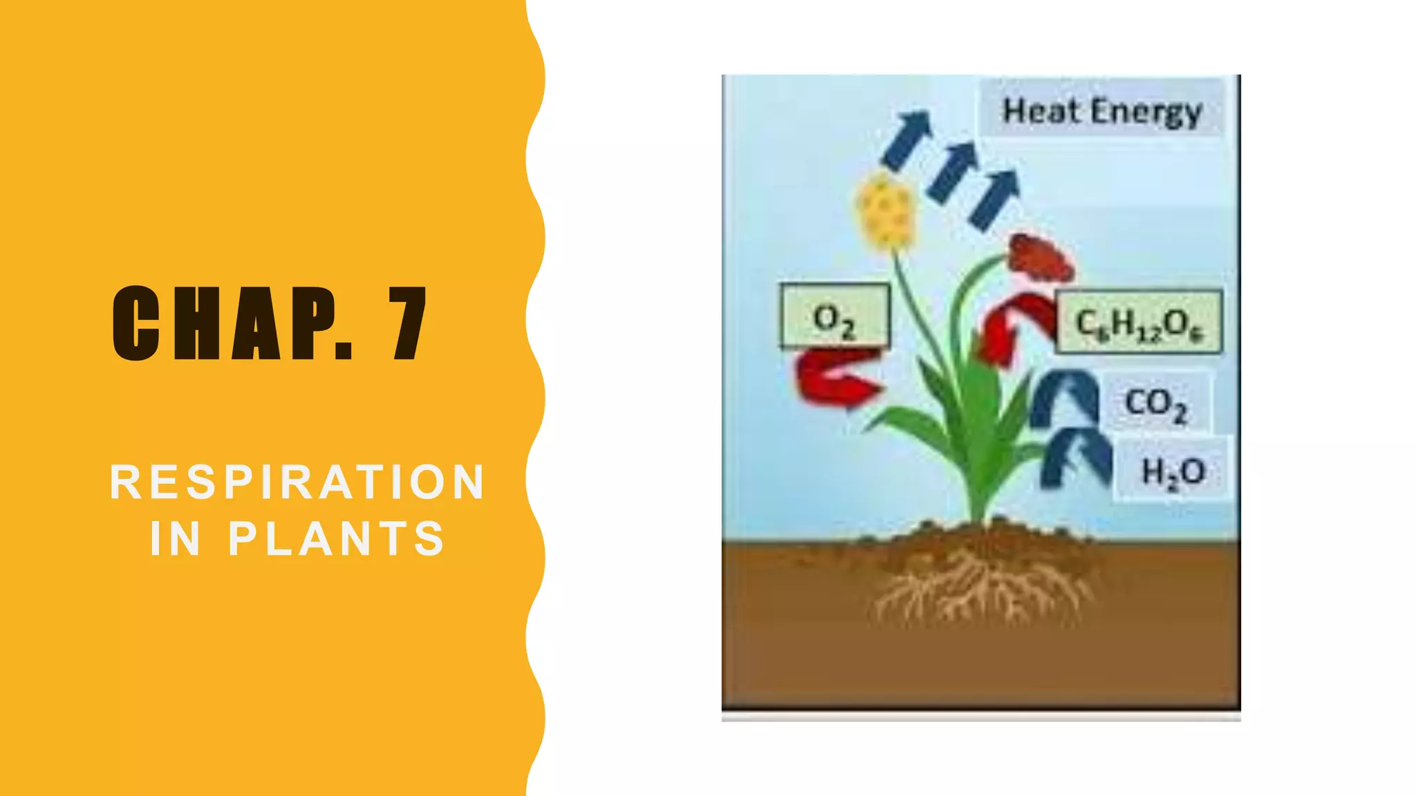Respiration in plants.pptx