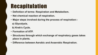 Respiration in plants.pptx