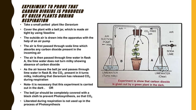 Respiration in plants.pptx