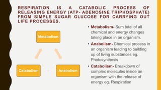 Respiration in plants.pptx