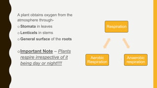 Respiration in plants.pptx