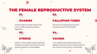 Biology Subject for High School Human Reproduction by Slidesgo.pptx