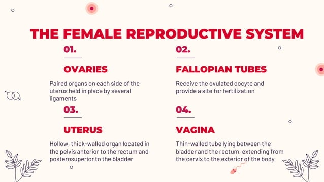 Biology Subject for High School Human Reproduction by Slidesgo.pptx