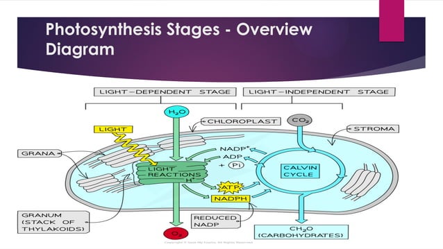 biology photosynthesis.pptx free download | PPTX | Chemistry | Science