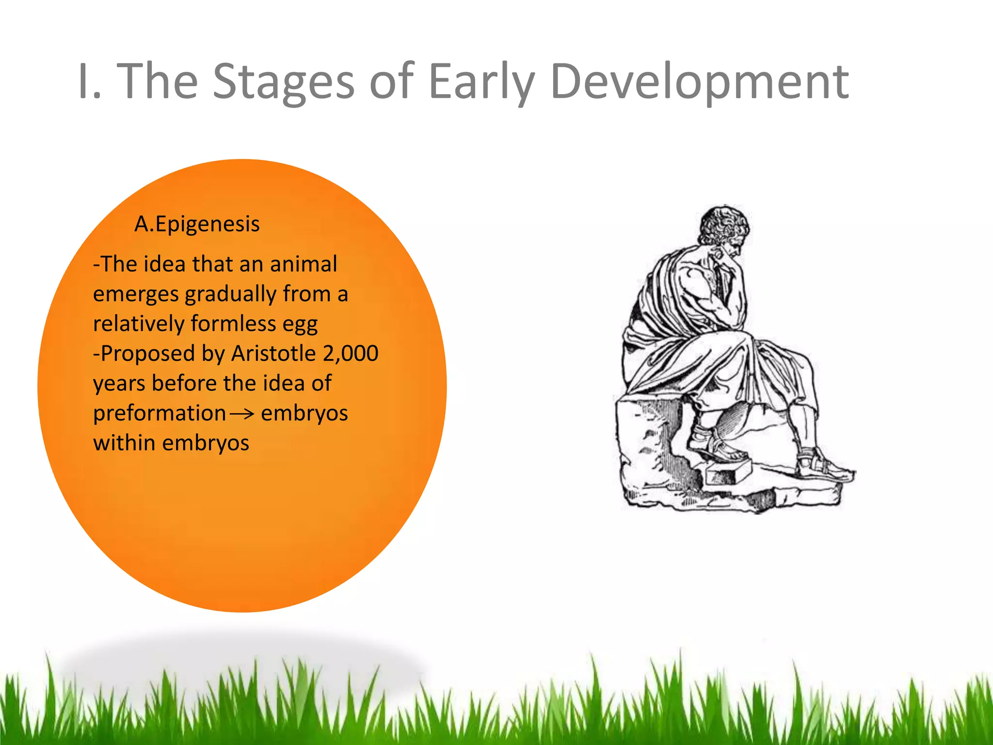 Animal Development | PPTX