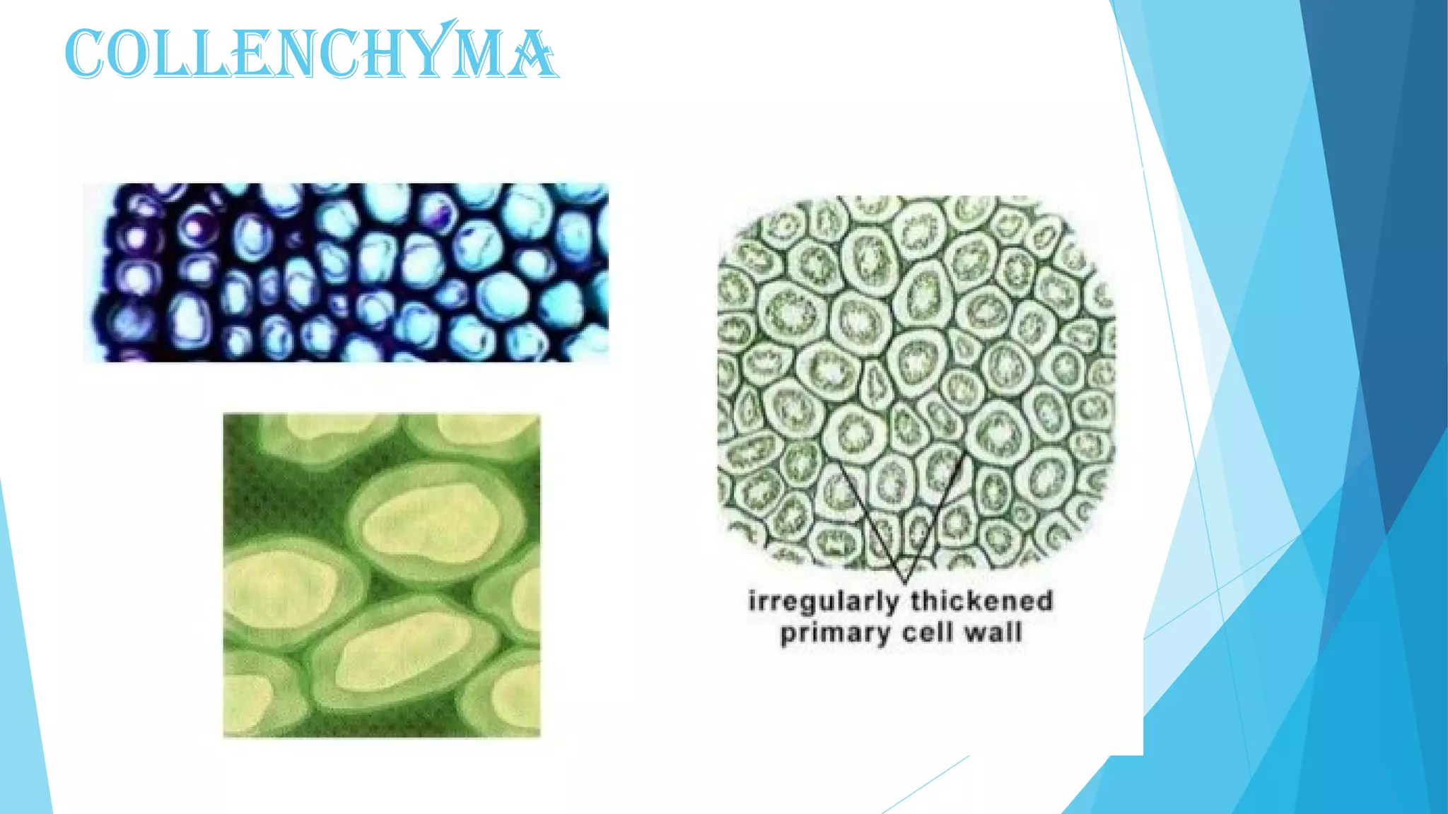 Biology STPM Collenchyma | PPT