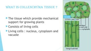 Biology STPM Collenchyma | PPT
