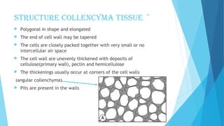 Biology STPM Collenchyma | PPT