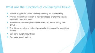 Biology STPM Collenchyma | PPT