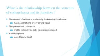 Biology STPM Collenchyma | PPT