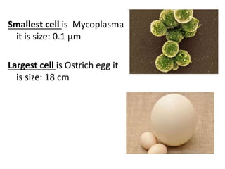 Biology theory 2 | PPT