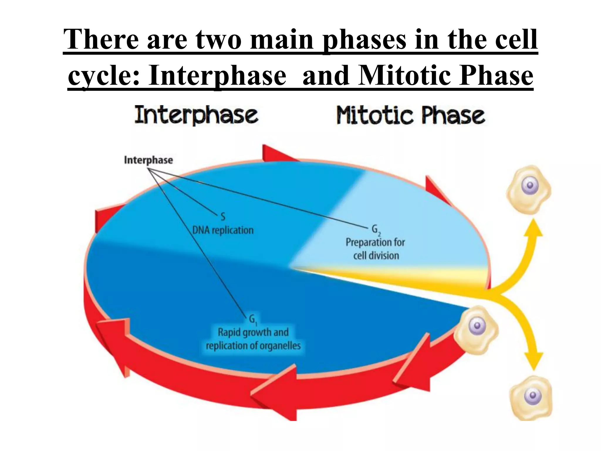 Biology theory 4: cell division and cell cycle | PPT