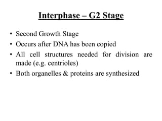 Biology theory 4: cell division and cell cycle | PPT