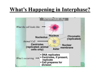 Biology theory 4: cell division and cell cycle | PPT