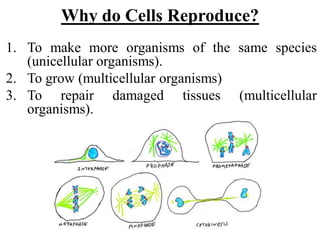 Biology theory 4: cell division and cell cycle | PPT