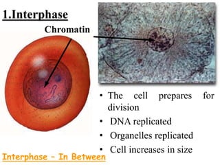 Biology theory 4: cell division and cell cycle | PPT