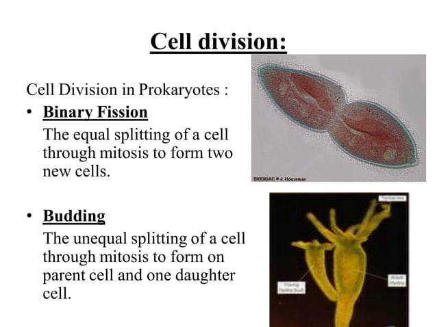 Biology theory 4: cell division and cell cycle | PPT