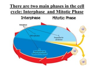 Biology theory 4: cell division and cell cycle | PPT