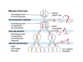 Biology theory 5 (cell division in Eukaryotic cell) | PPT