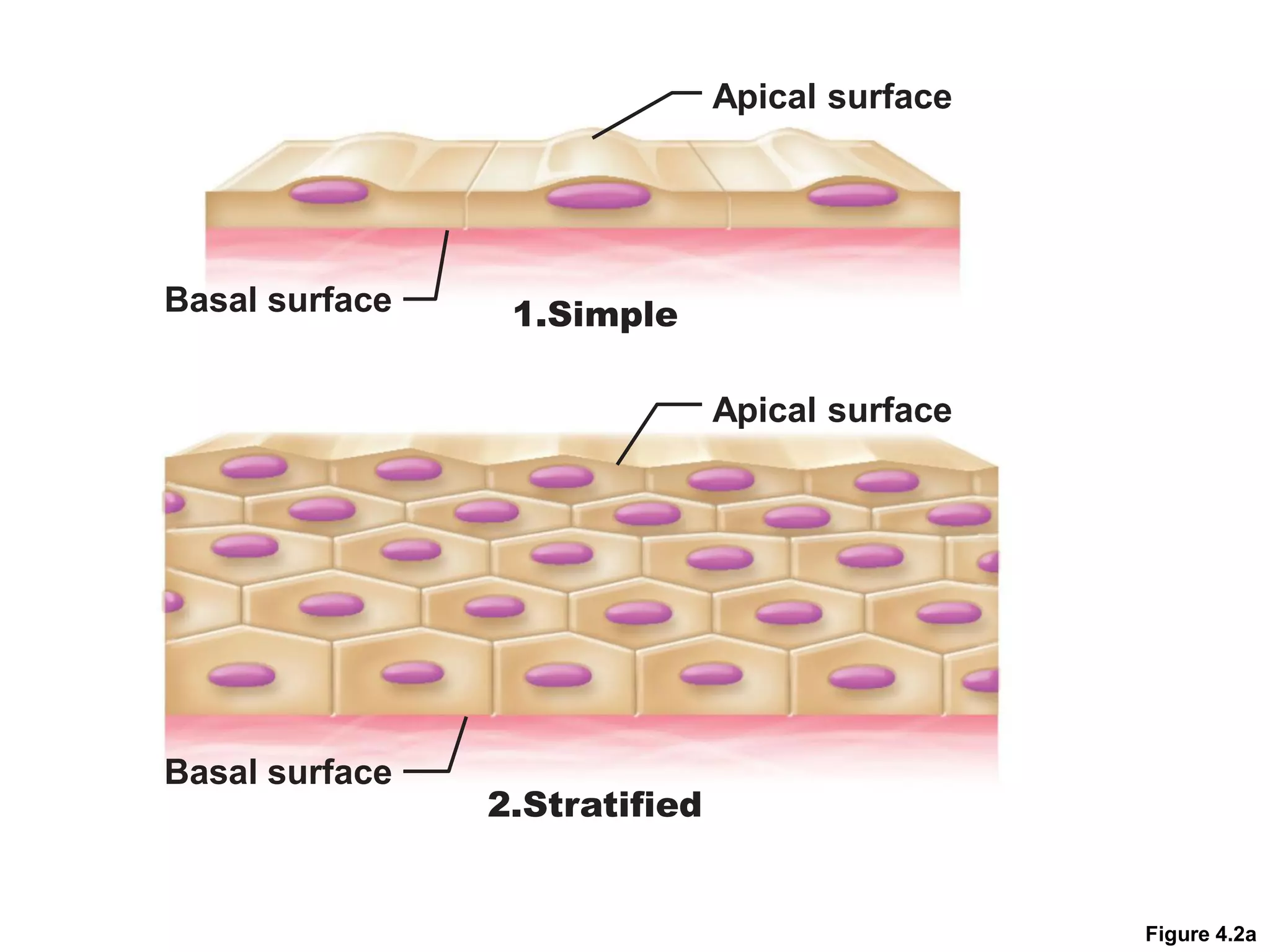 Tissue: Epithelial tissue | PDF