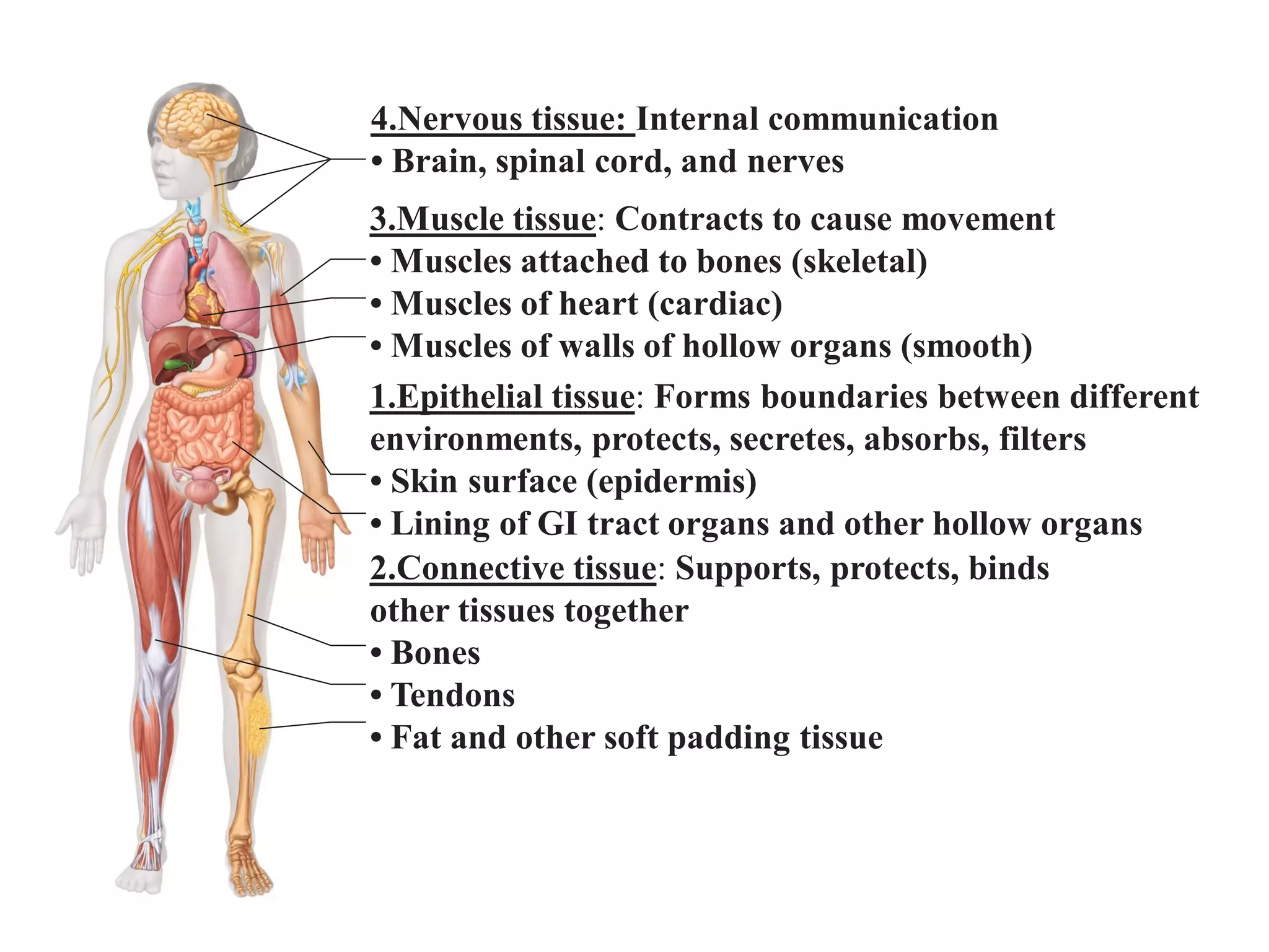 Tissue: Epithelial tissue | PDF