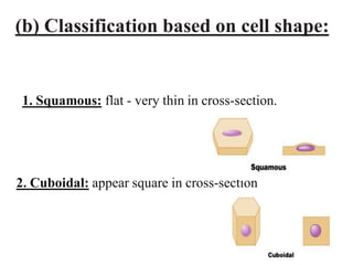 Tissue: Epithelial tissue | PDF