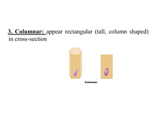 Tissue: Epithelial tissue | PDF