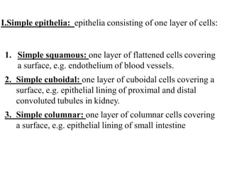 Tissue: Epithelial tissue | PDF