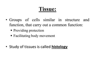 Tissue: Epithelial tissue | PDF