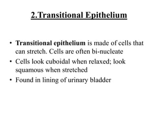 Tissue: Epithelial tissue | PDF