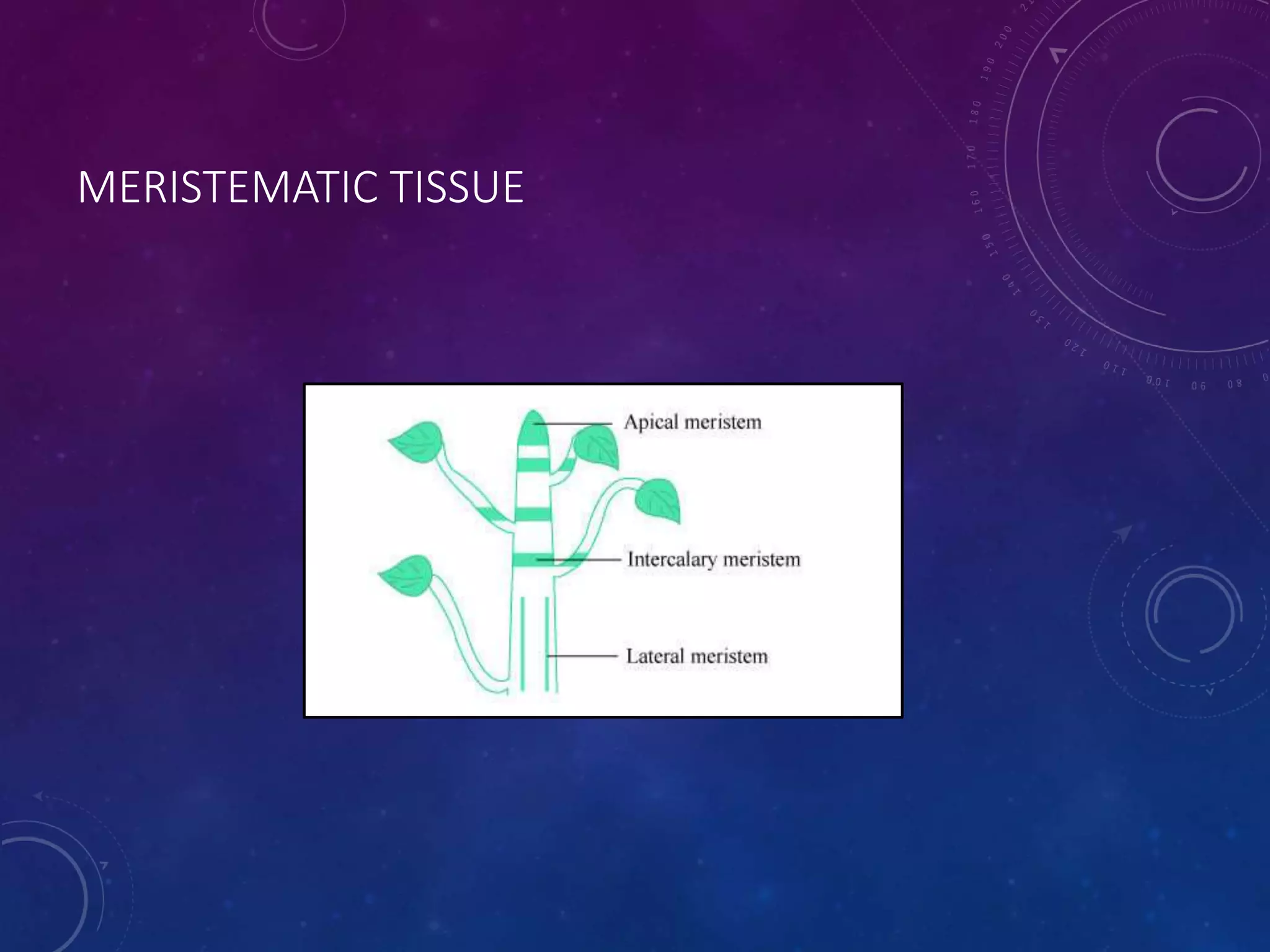 chapter 6 Tissue class 9th biology | PPTX