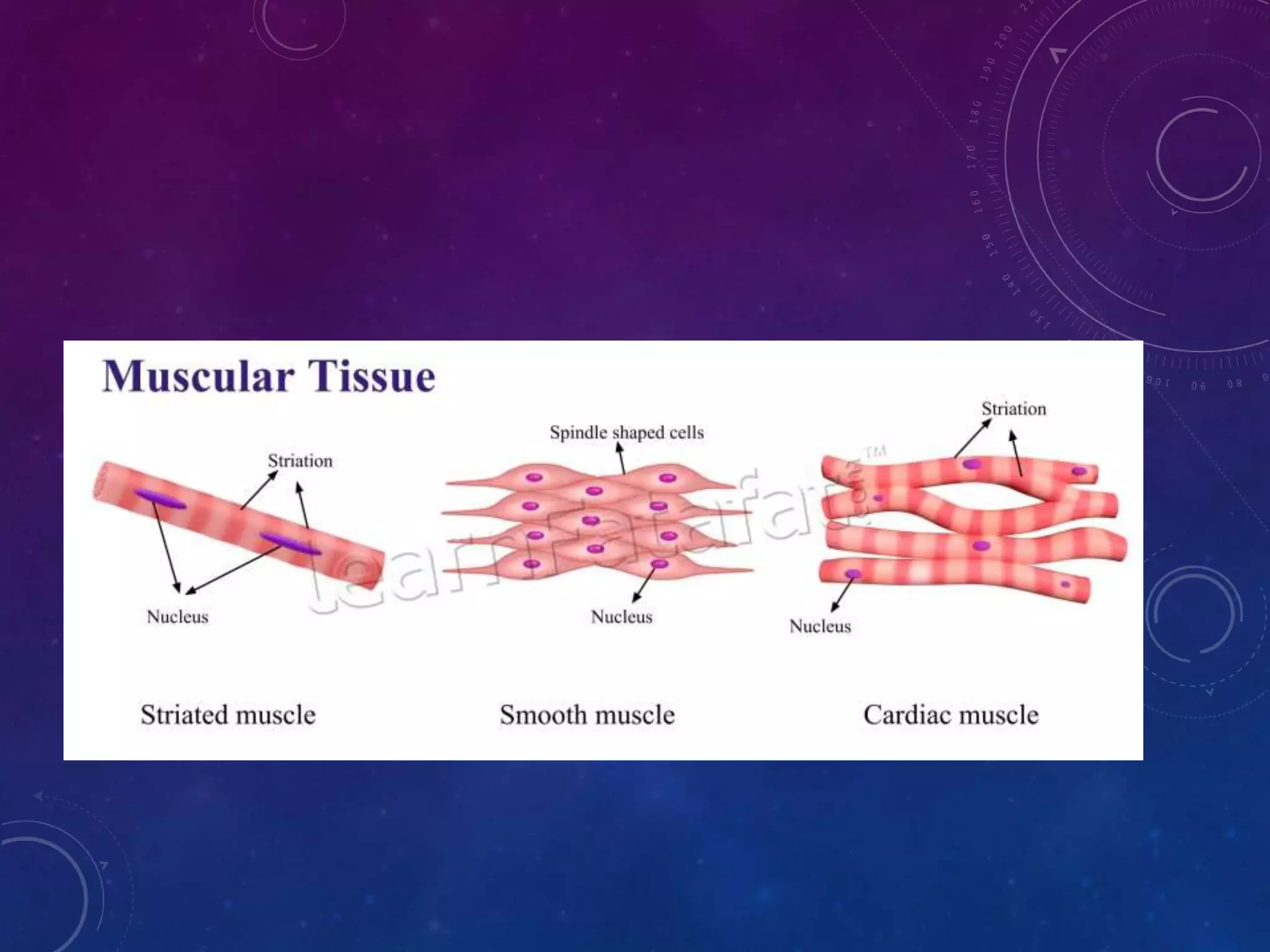 chapter 6 Tissue class 9th biology | PPTX