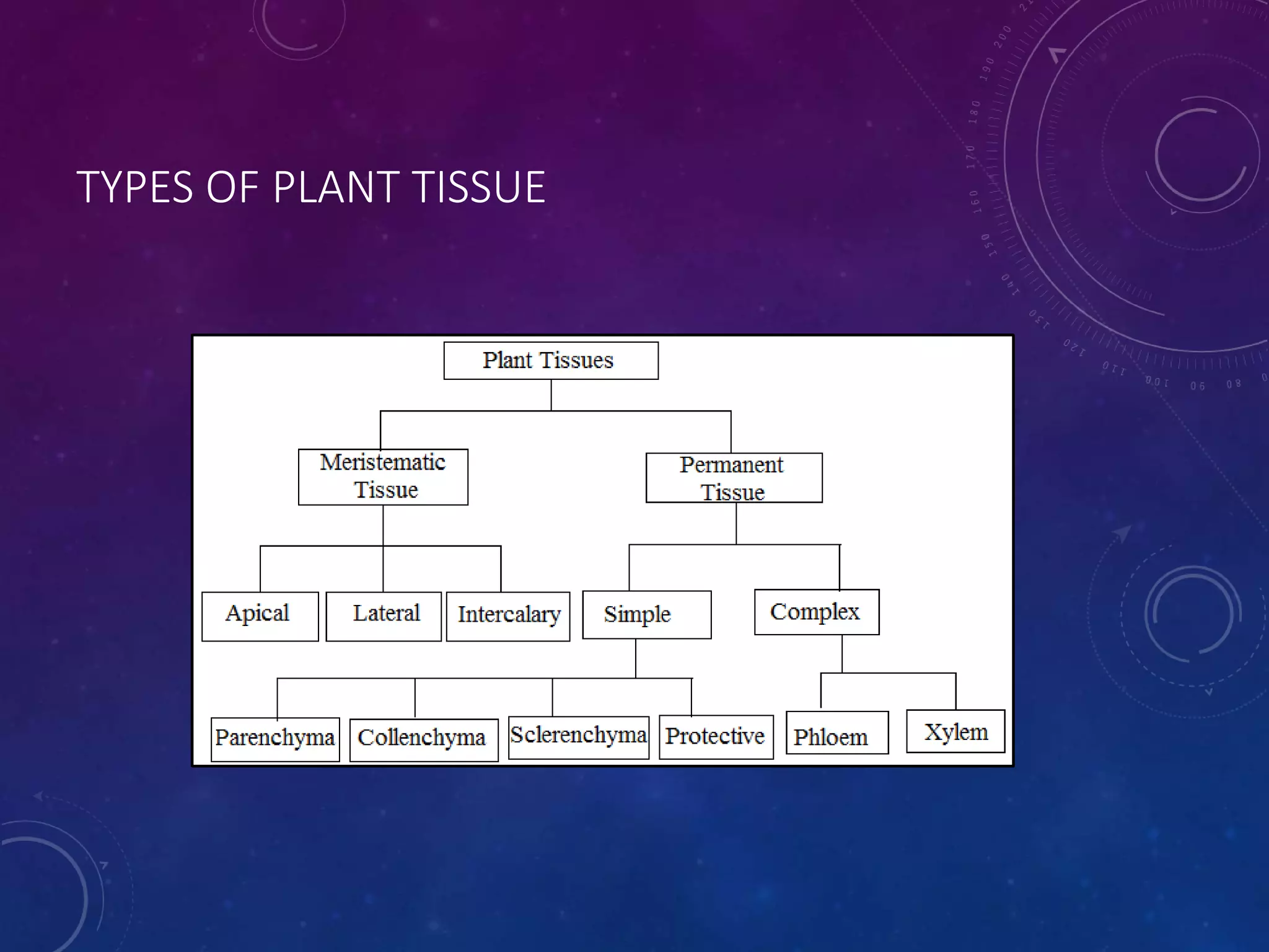 chapter 6 Tissue class 9th biology | PPTX
