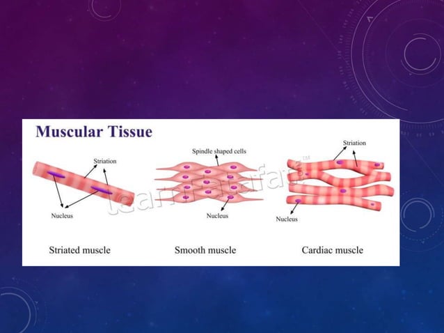 chapter 6 Tissue class 9th biology | PPTX