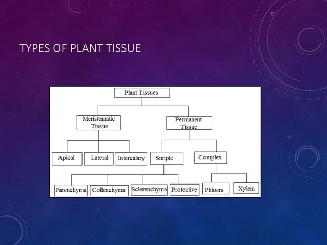 chapter 6 Tissue class 9th biology | PPTX