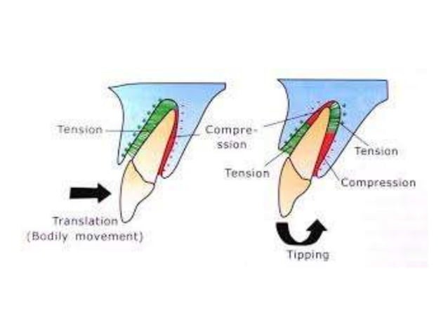 Biology tooth movement.pptx | Dental Health | Diseases and Conditions