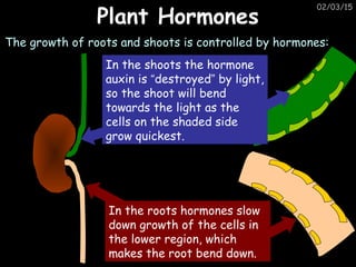 AQA Biology unit 1 | PPT