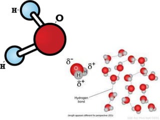 Biology unit 1 biochemistry characteristics of life and biomolecules ...