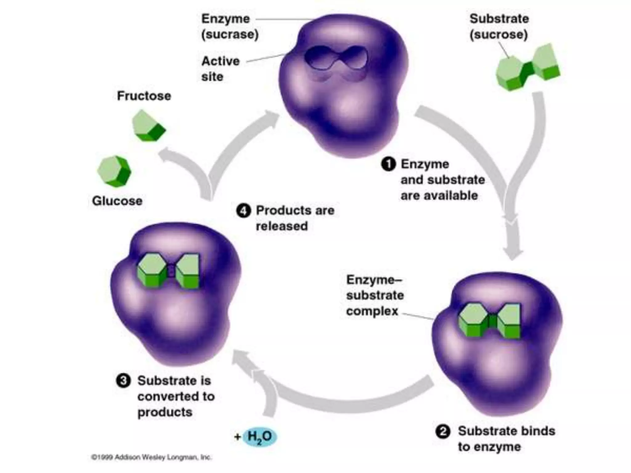Biology: Unit 1 Biochemistry Enzymes and Cellular Reactions | PPT