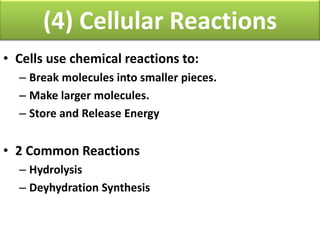 Biology: Unit 1 Biochemistry Enzymes and Cellular Reactions | PPT