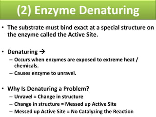 Biology: Unit 1 Biochemistry Enzymes and Cellular Reactions | PPT