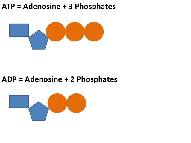 Biology: Unit 1 Biochemistry Enzymes and Cellular Reactions