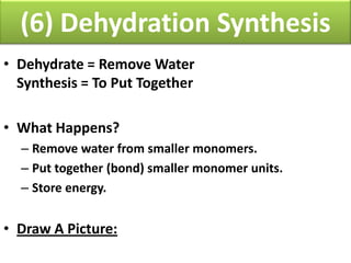 Biology unit 1 biochemistry enzymes and cellular reactions notes | PPT