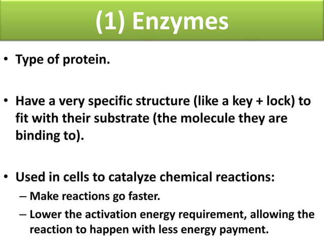 Biology unit 1 biochemistry enzymes and cellular reactions notes | PPT