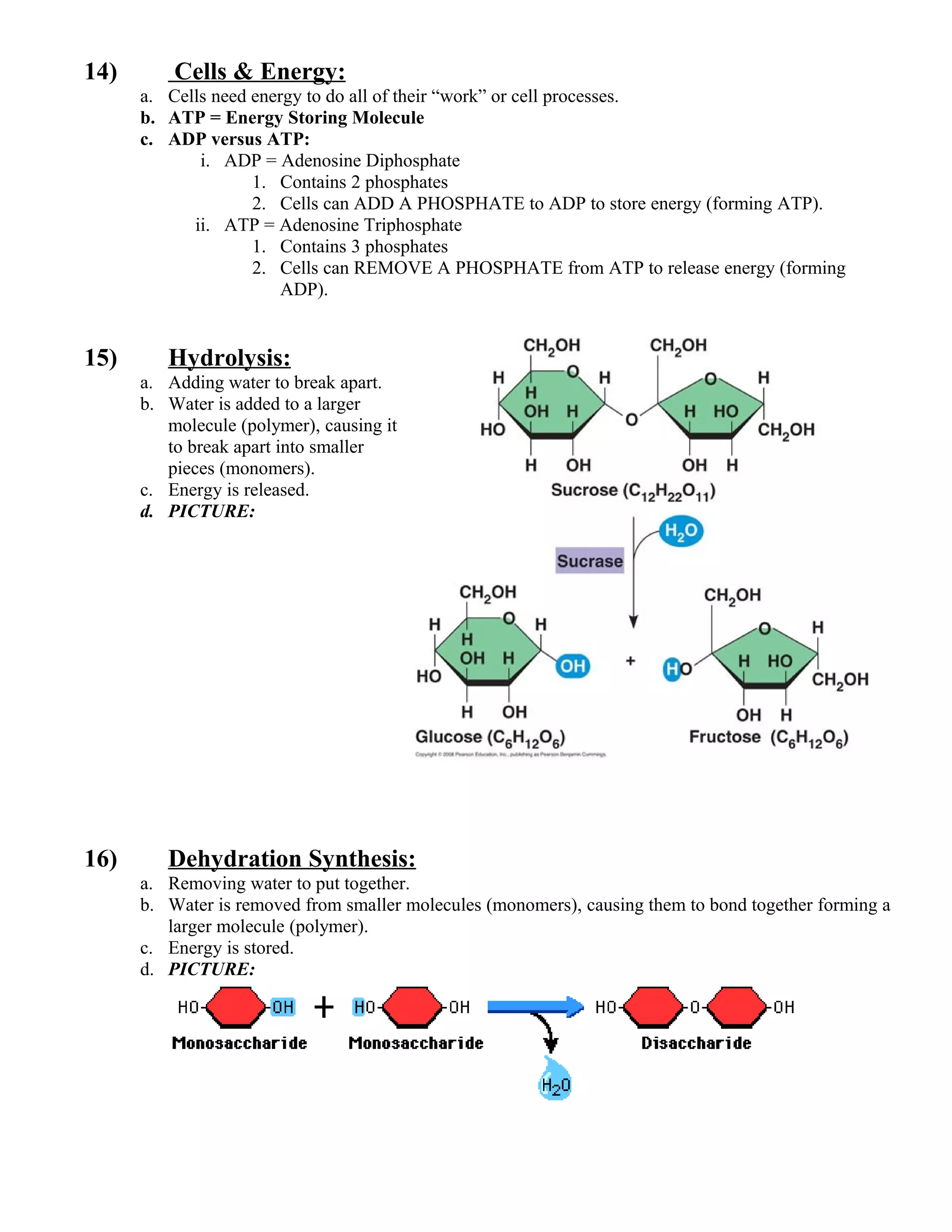 Biology unit 1 biochemistry exam everything you need to know | DOC