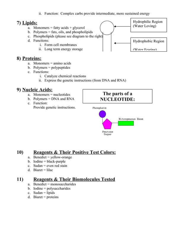 Biology unit 1 biochemistry exam everything you need to know | PDF