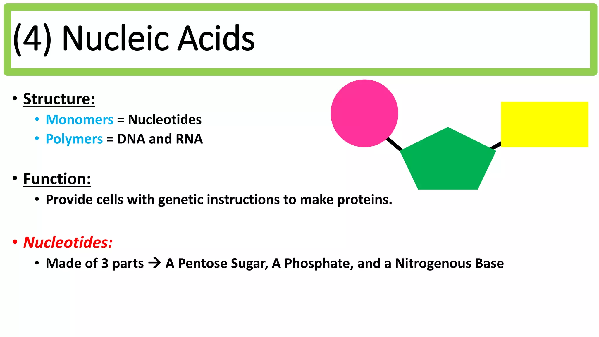 Biology Unit 1 Notes: Biomolecules | PPTX